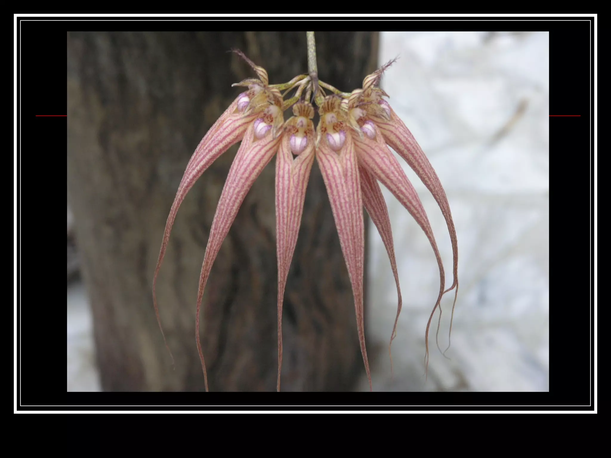 orchid mounted on tree slab | PPT