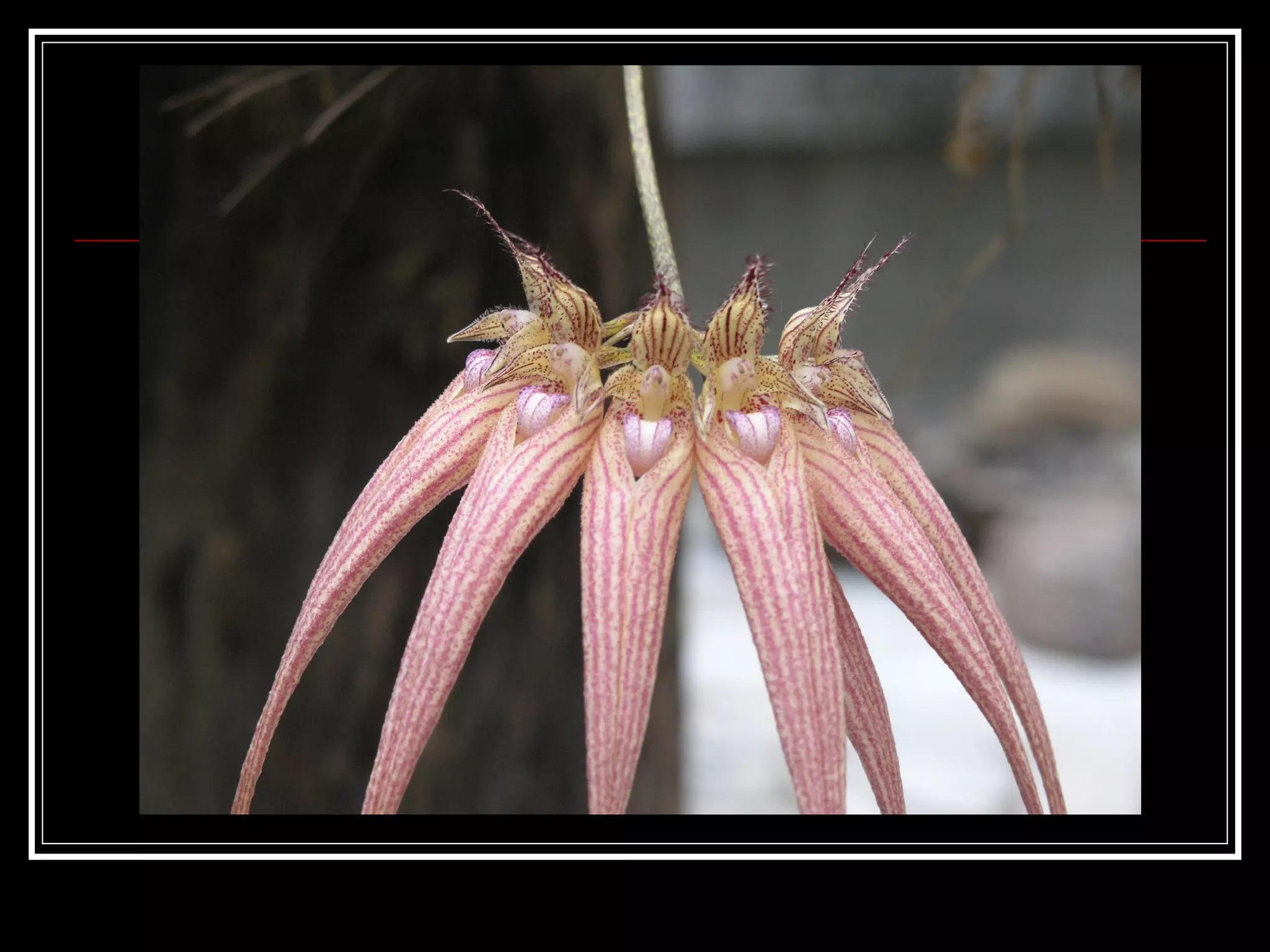 orchid mounted on tree slab | PPT
