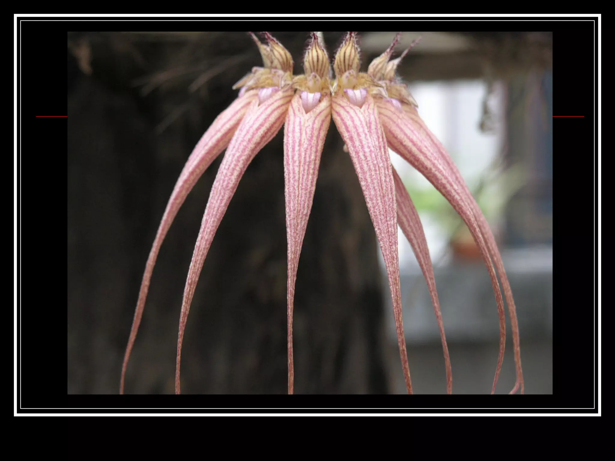 orchid mounted on tree slab | PPT