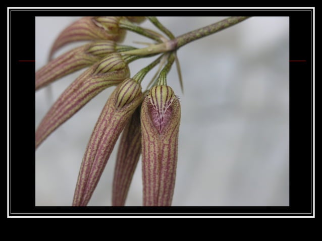 orchid mounted on tree slab | PPT
