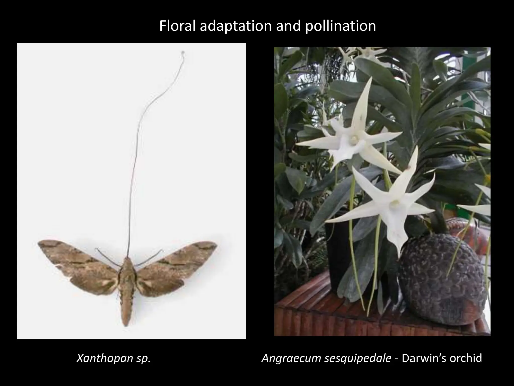 Exploring the Fascinating World of Orchids: A Journey into the ...