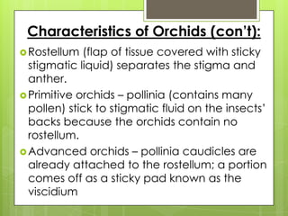 characteristics of the family Orchidaceae ppt | PPTX