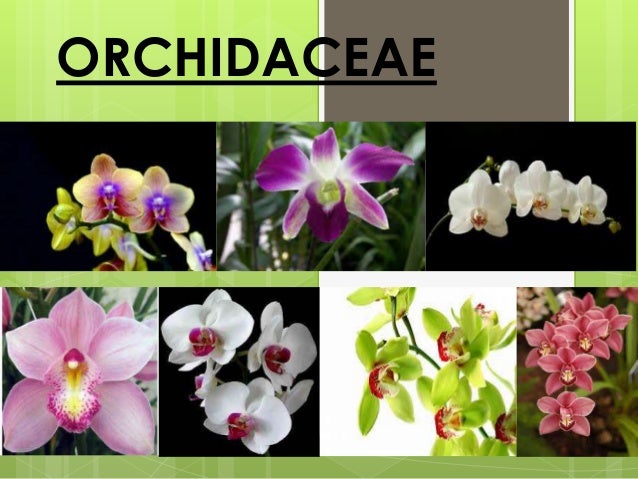 characteristics of the family Orchidaceae ppt