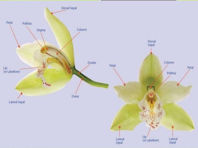 characteristics of the family Orchidaceae ppt