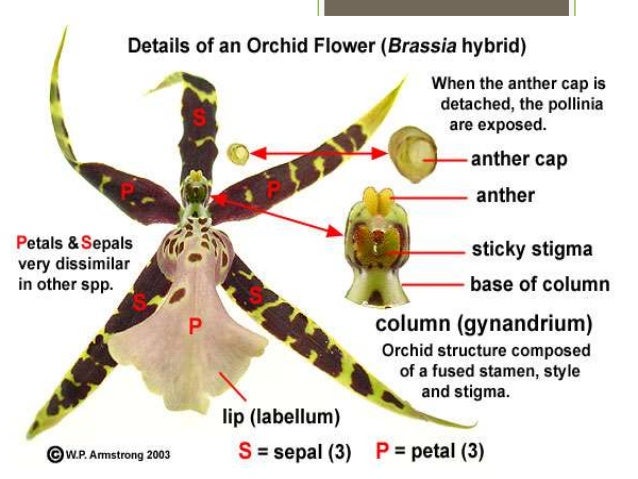 characteristics of the family Orchidaceae ppt