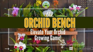 Orchid Bench: Elevate Your Orchid Growing Game! | PPT