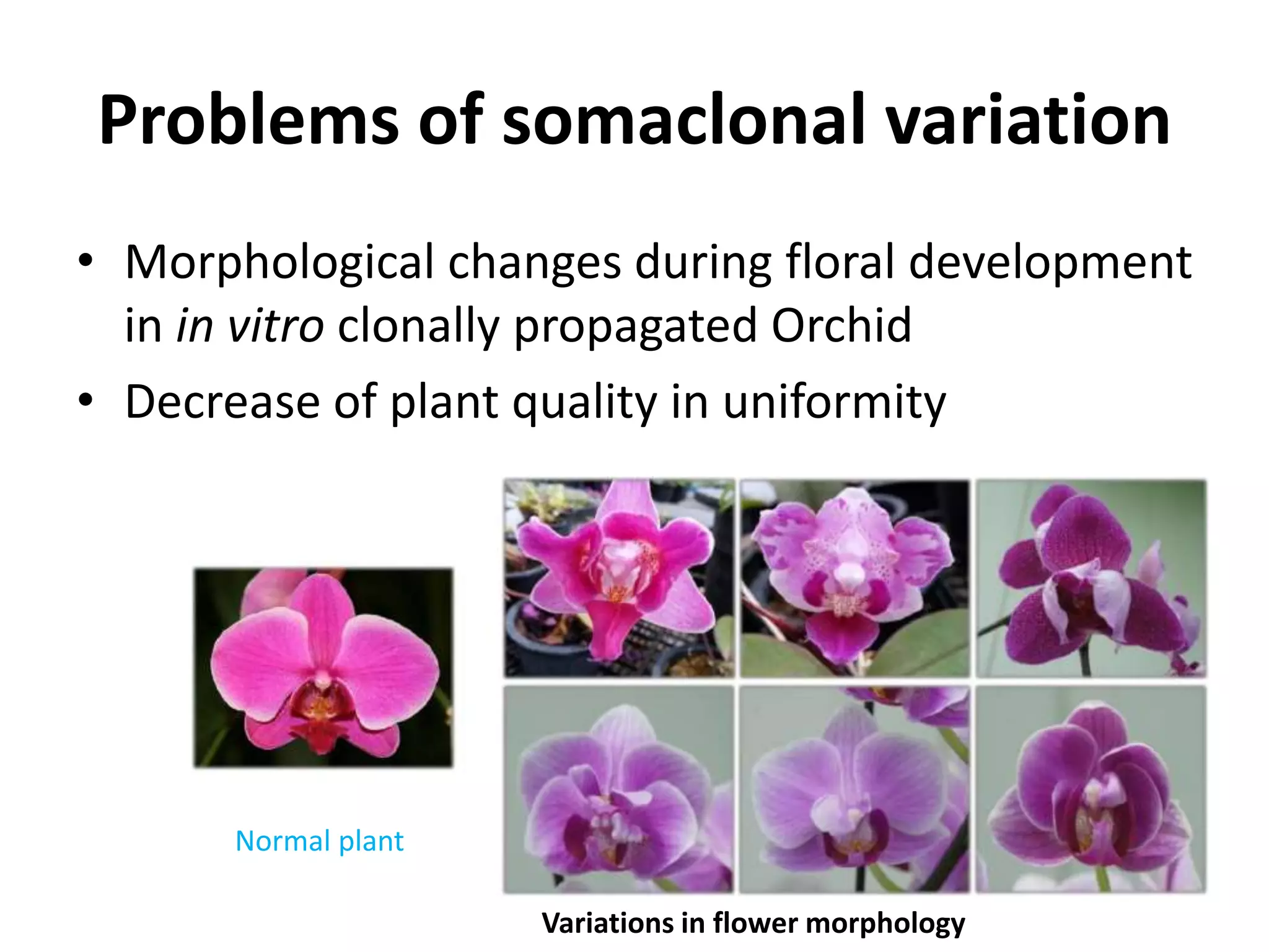 Orchid breeding: Recent advances in biotechnology | PPTX
