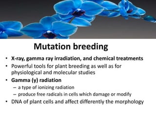 Orchid breeding: Recent advances in biotechnology | PPTX