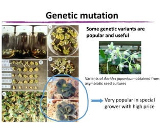 Orchid breeding: Recent advances in biotechnology | PPTX
