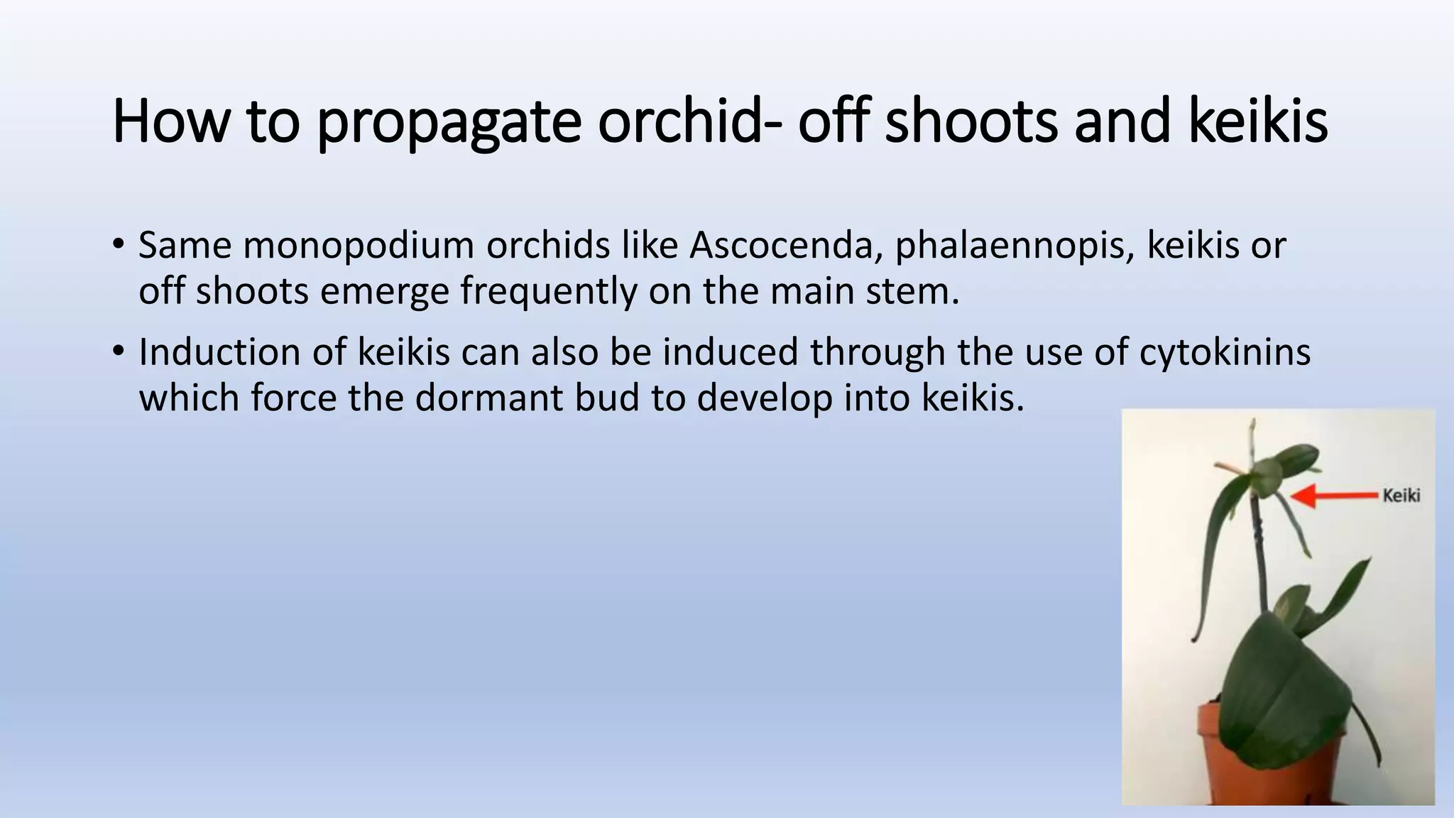 orchid cultivation.pptx
