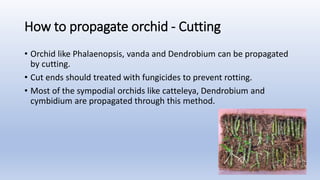 orchid cultivation.pptx
