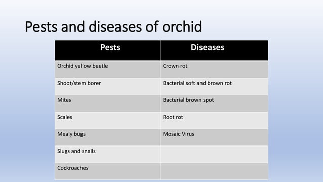orchid cultivation.pptx
