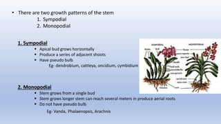 orchid cultivation.pptx