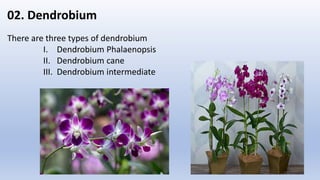 orchid cultivation.pptx
