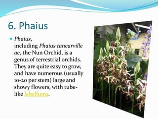 Orchids | PPTX