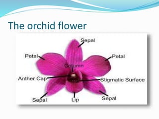 Orchids | PPTX