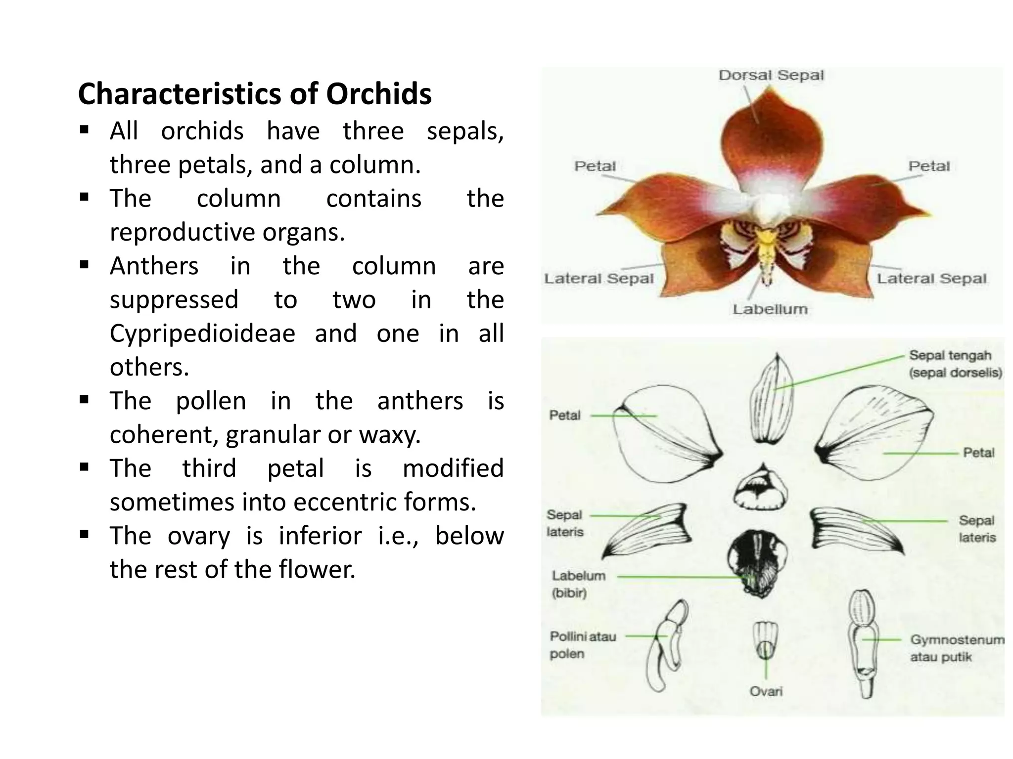 Orchids by Sumona | PPTX