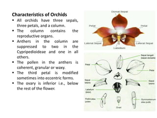 Orchids by Sumona | PPTX