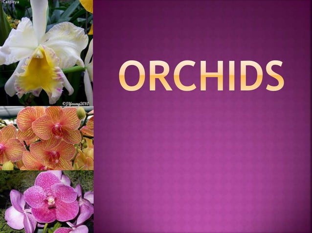 Orchids | PPTX