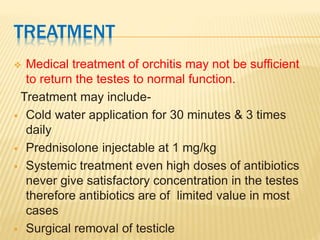 Orchitis in bull | PPTX