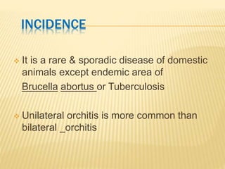 Orchitis in bull | PPTX