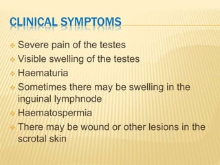 Orchitis in bull | PPTX