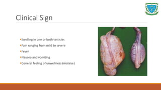Orchitis in farm animals.pptx