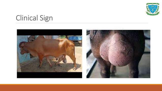 Orchitis in farm animals.pptx