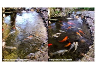 ORD & CD Spectroscopy | PPTX