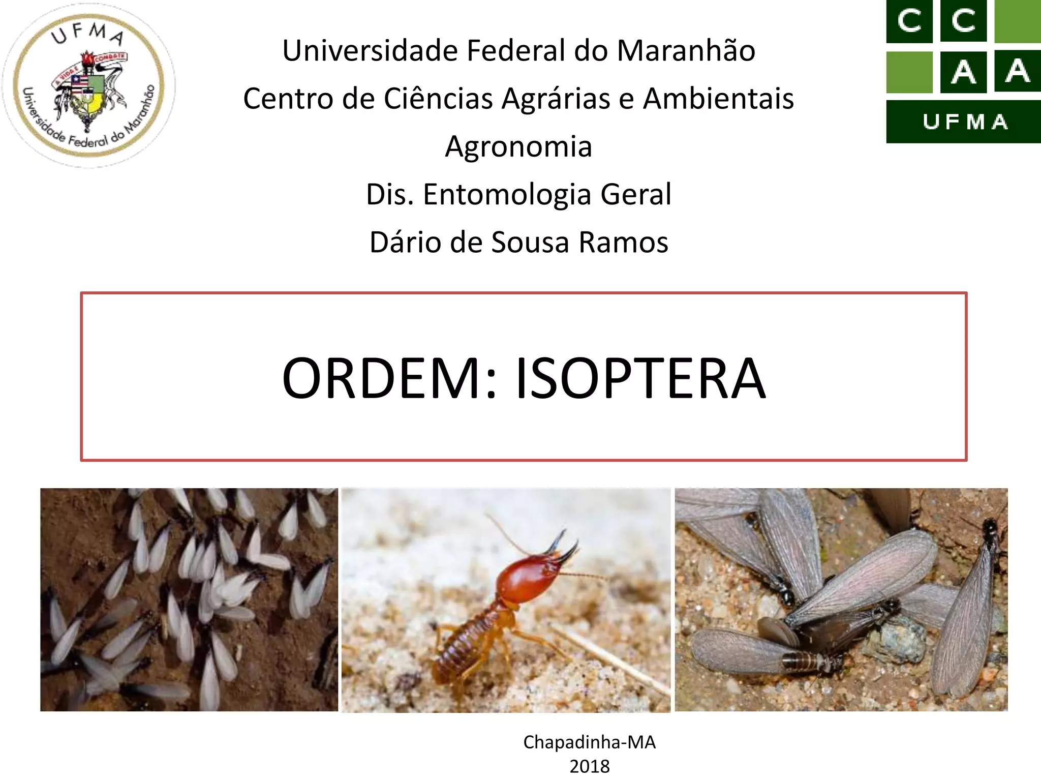 Ordem isoptera | PPTX