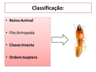 Ordem isoptera | PPTX