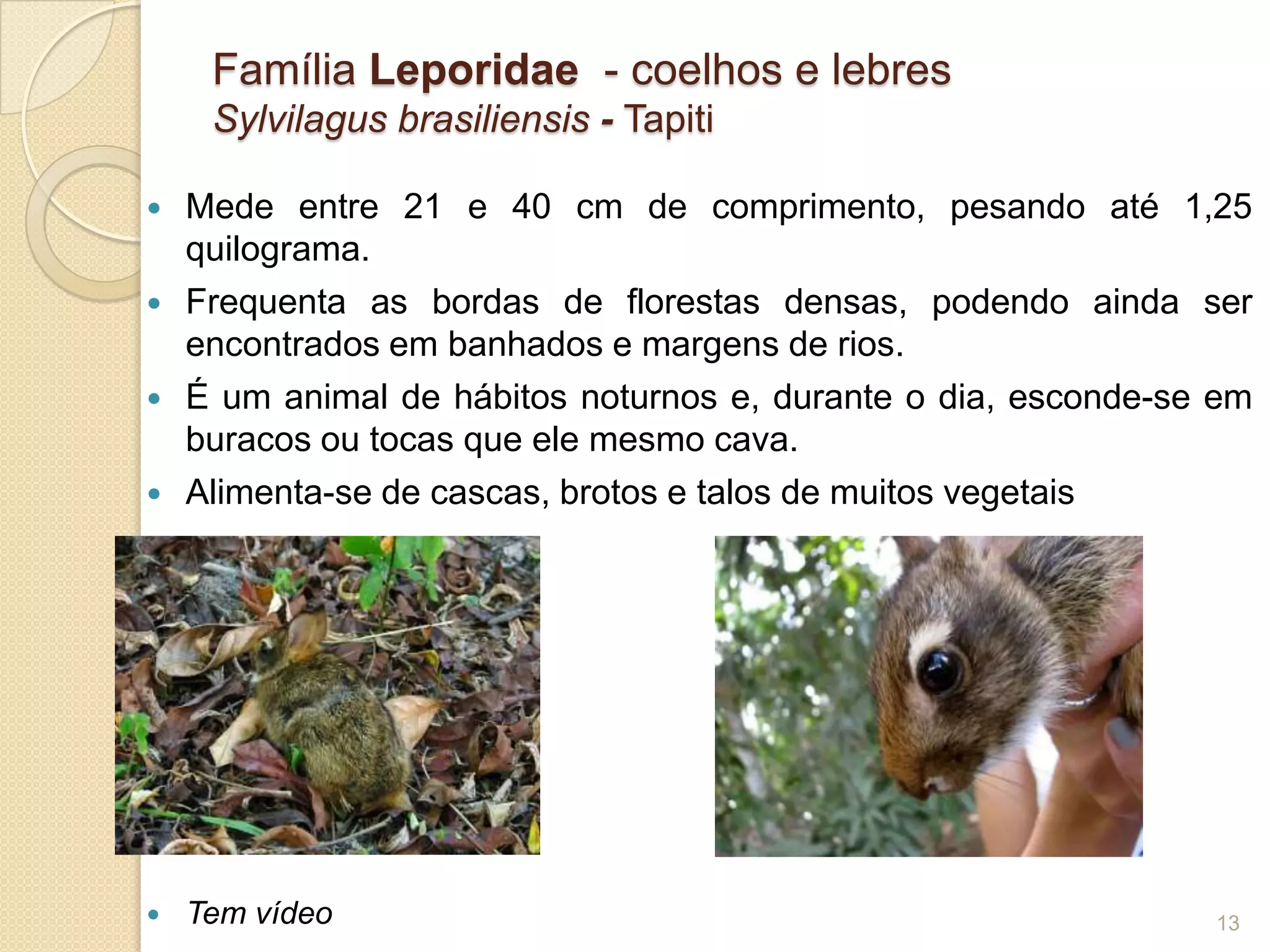 Ordem lagomorpha (leporídeos; família ochotonidae; família leporidae ...