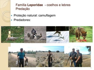 Ordem lagomorpha (leporídeos; família ochotonidae; família leporidae ...