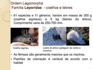 Ordem lagomorpha (leporídeos; família ochotonidae; família leporidae ...