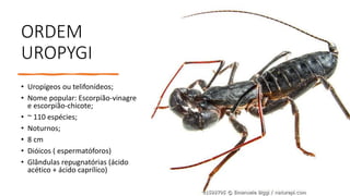 ORDEM UROPYGI. morfologia e reprodução pptx | PPT