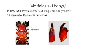 ORDEM UROPYGI. morfologia e reprodução pptx | PPTX