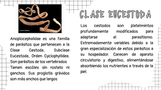 clase eucestoda anoplocephalidea | PDF
