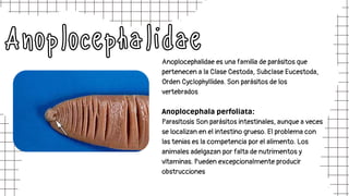 clase eucestoda anoplocephalidea | PDF