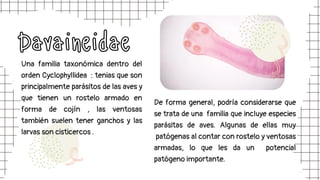 clase eucestoda anoplocephalidea | PDF