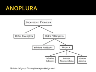 Orden anoplura | PPTX