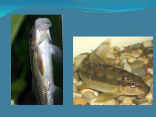 Orden cypriniformes | PPTX