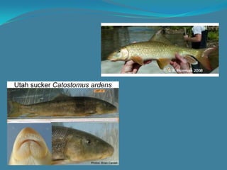 Orden cypriniformes | PPTX