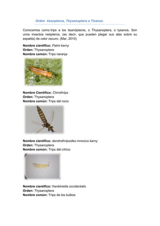 Ordenes de insectos | PDF