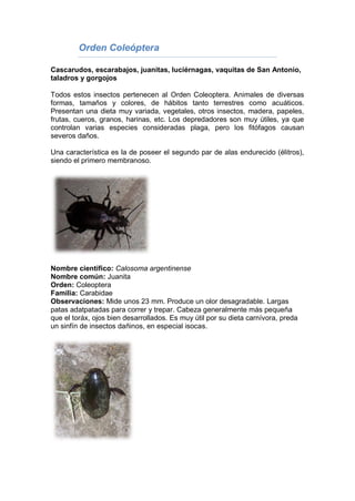Ordenes de insectos | PDF