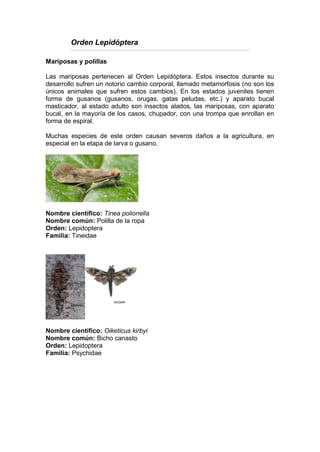 Ordenes de insectos | PDF