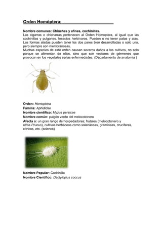 Ordenes de insectos | PDF