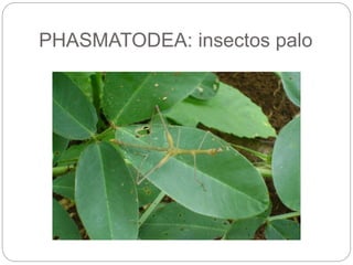 Ordenes de insectos | PPTX