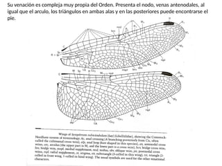 OrdenesyFamilias CARACTERISTICAS (2).pptx
