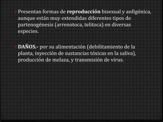 Orden homoptera | PDF