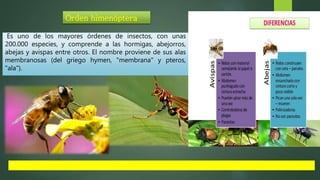 Orden hymenoptera | PPTX